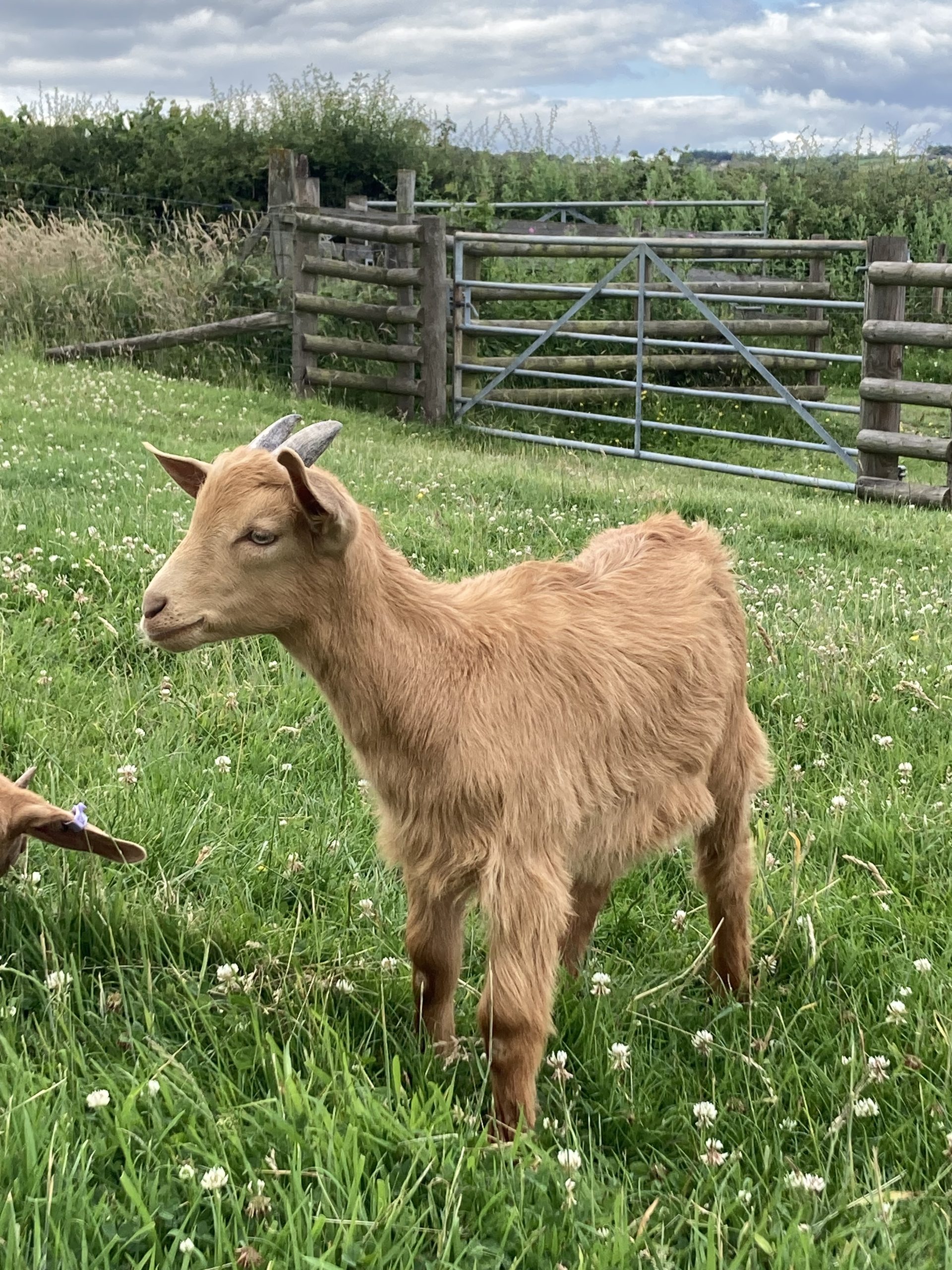 Golden Guernsey – Commonside Alpacas